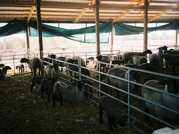 Sheep/Goat Corral Panels | Country Livestock Equipment